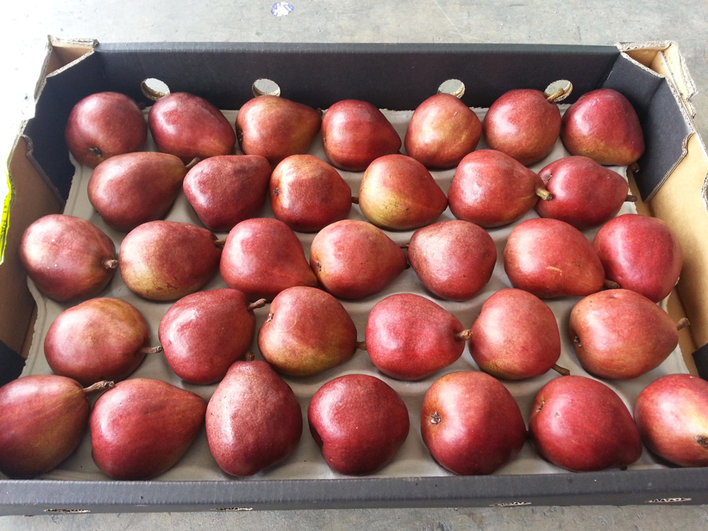 Fruitable Fresh | Fruits | Malaysia