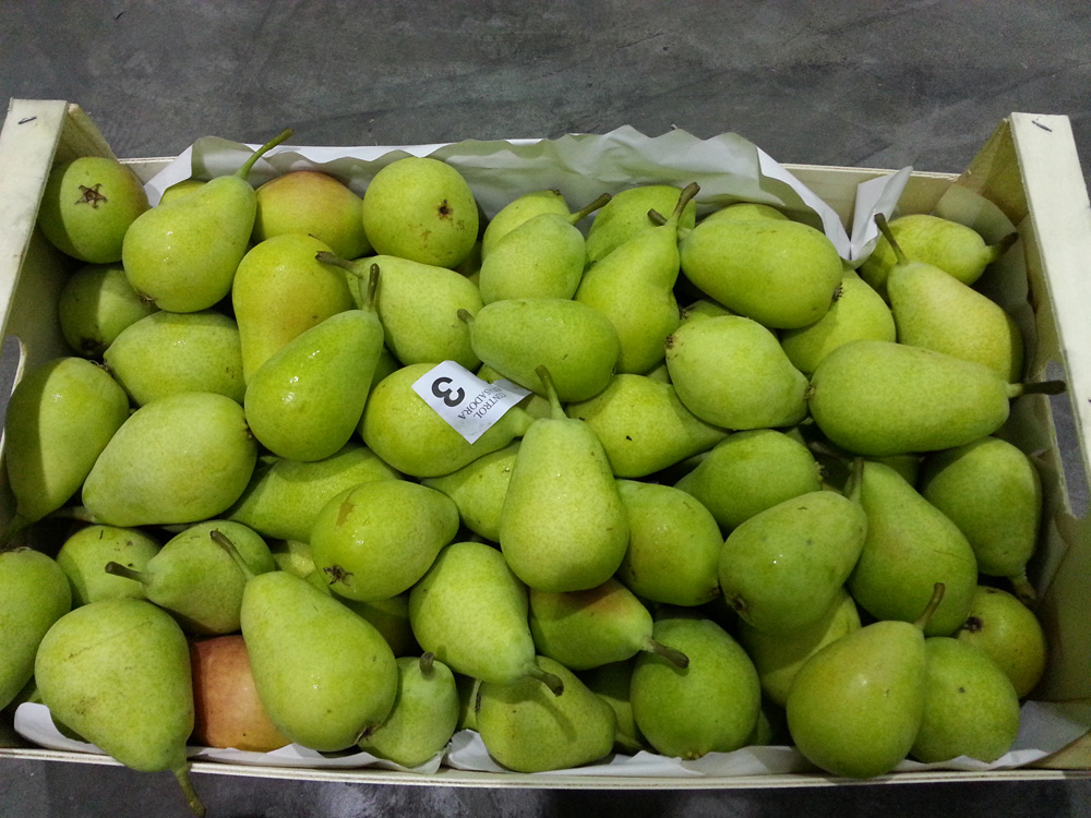 Fruitable Fresh | Fruits | Malaysia